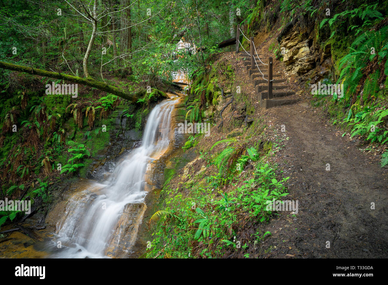 Hiking Trail Steps & Lower Golden Cascade Falls - Big Basin State Park ...