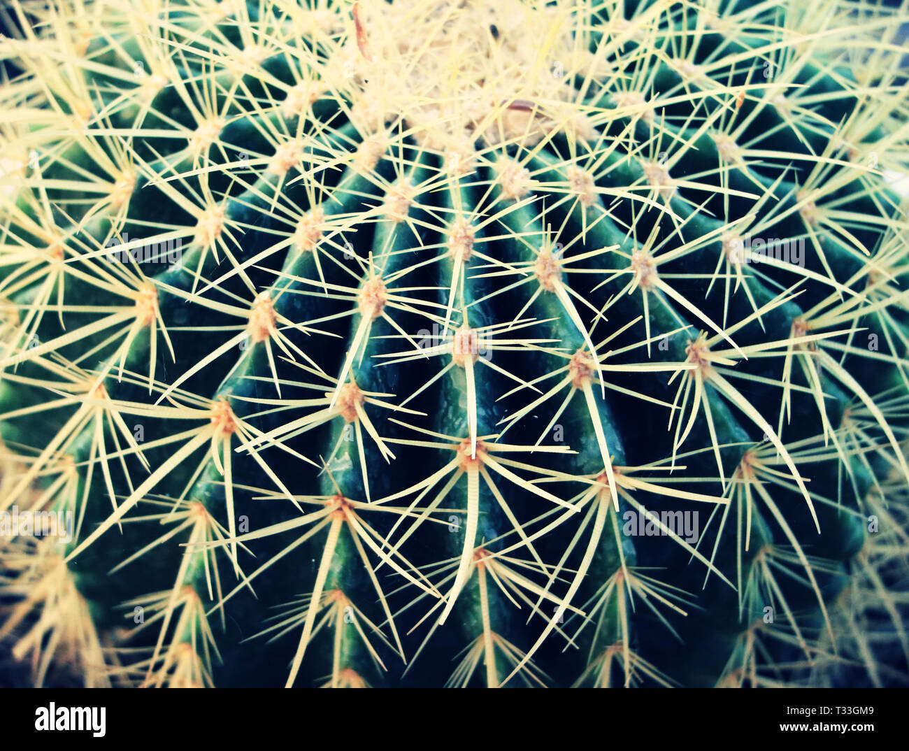 Close up of a large cactus plant - An ideal for natural and botanical ...