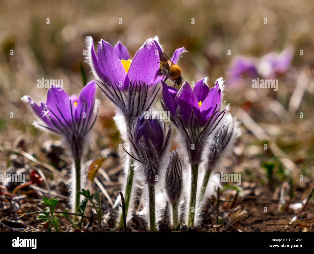 Spring bumblebee hi-res stock photography and images - Alamy