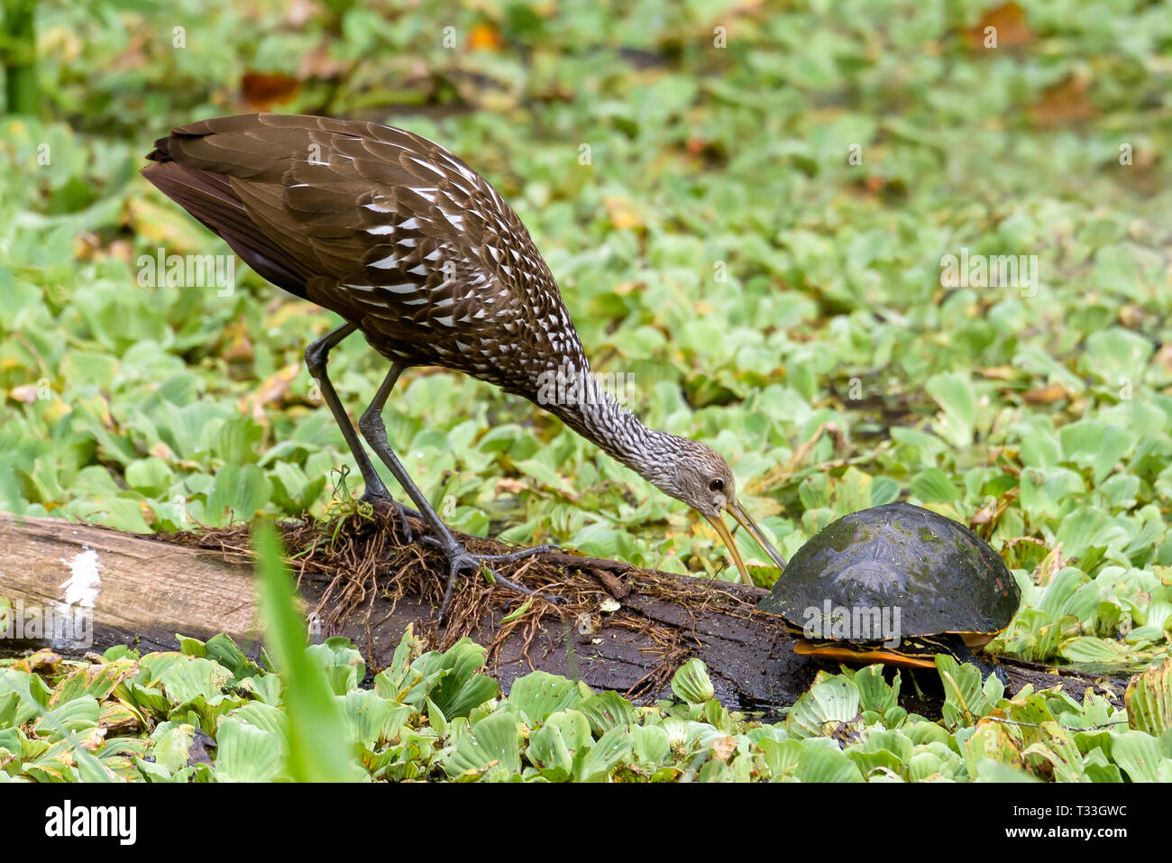Swamp cabbage hi-res stock photography and images - Alamy