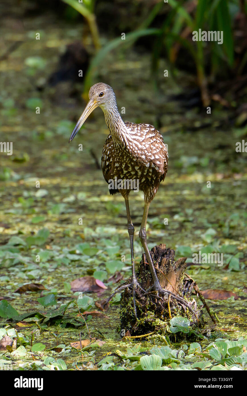 Florida bird sanctuary hi-res stock photography and images - Alamy