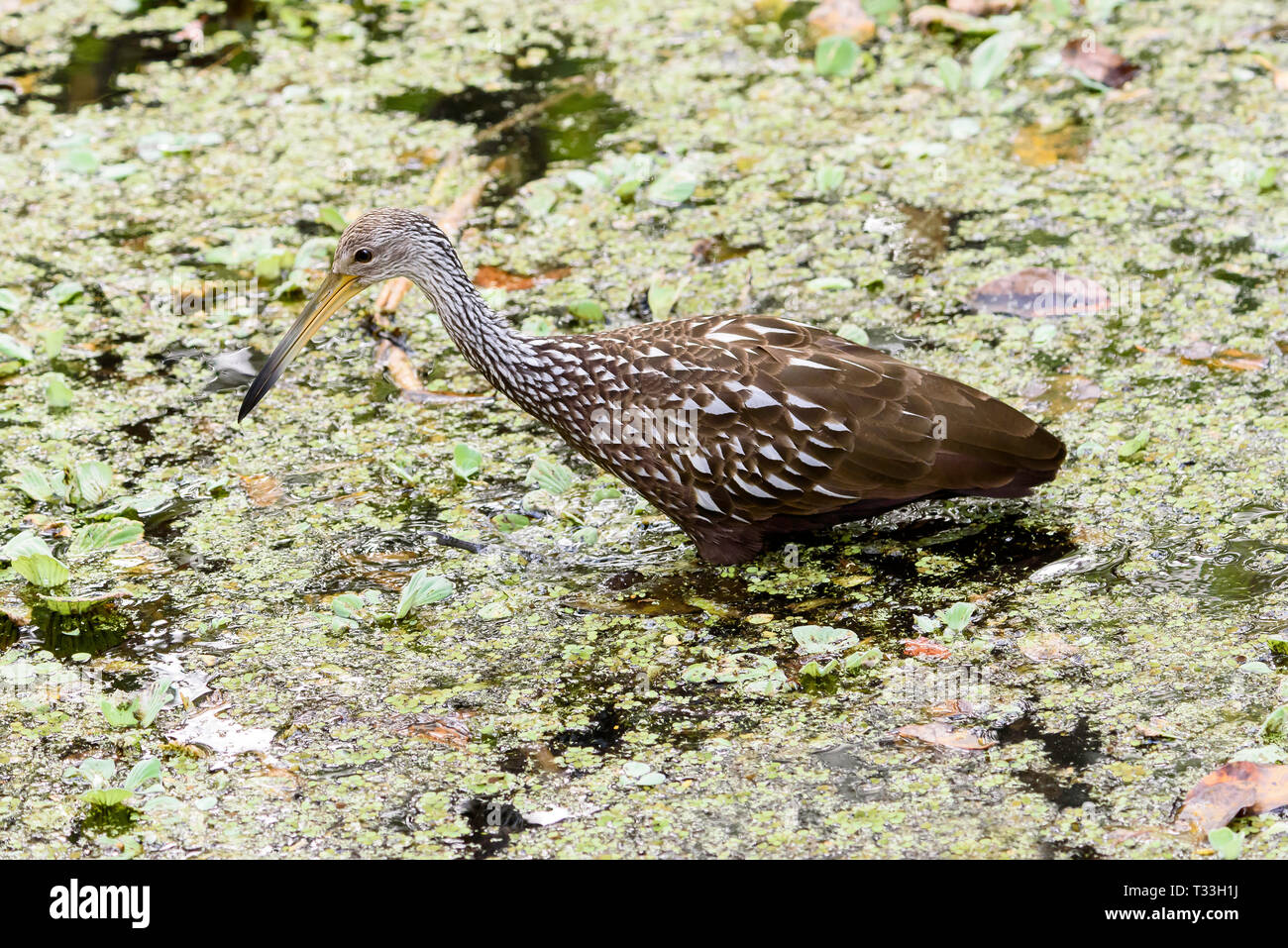 Wading bird sanctuary hi-res stock photography and images - Alamy