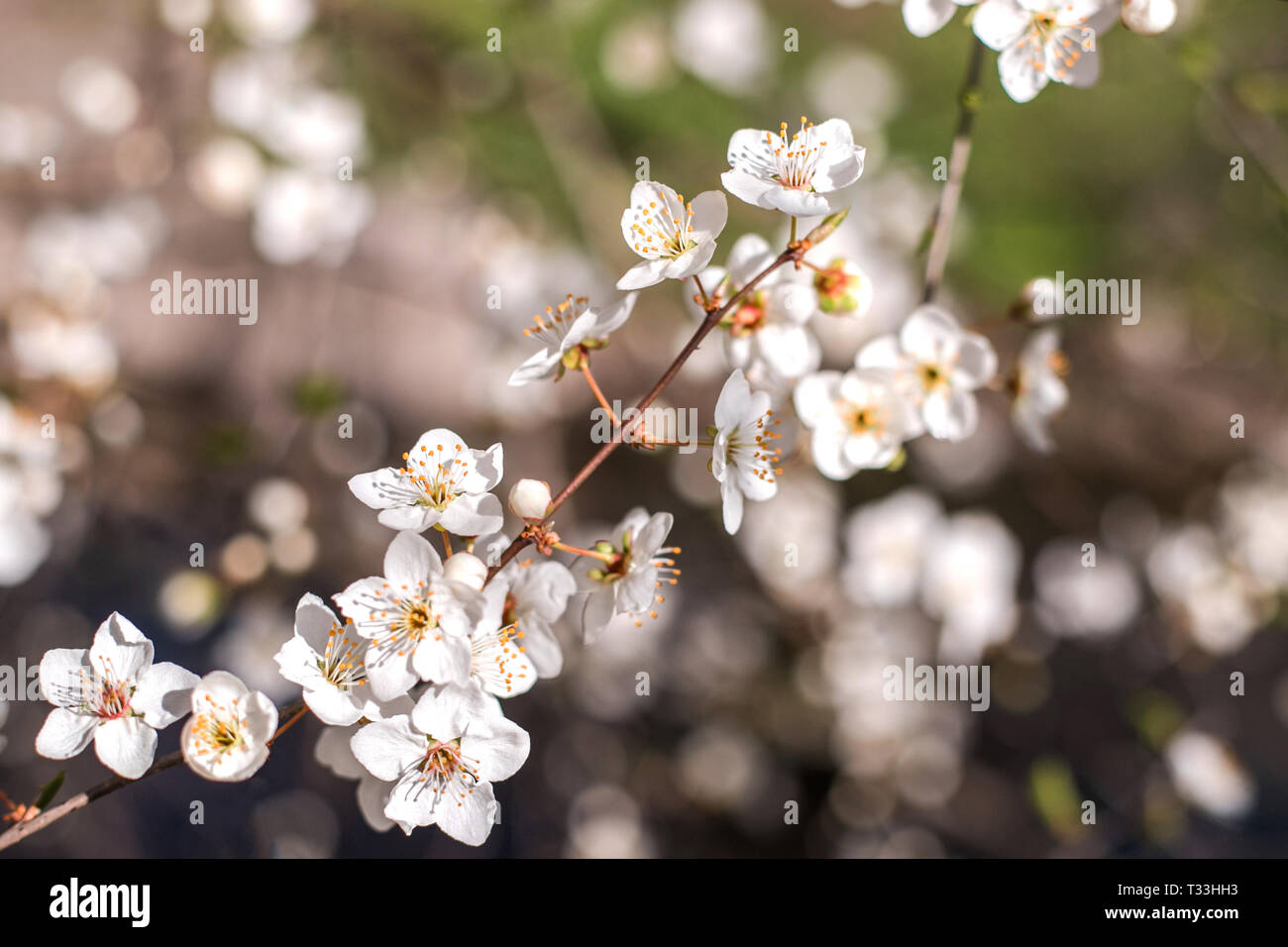 Branches of blossoming tree outdoors at spring Stock Photo - Alamy