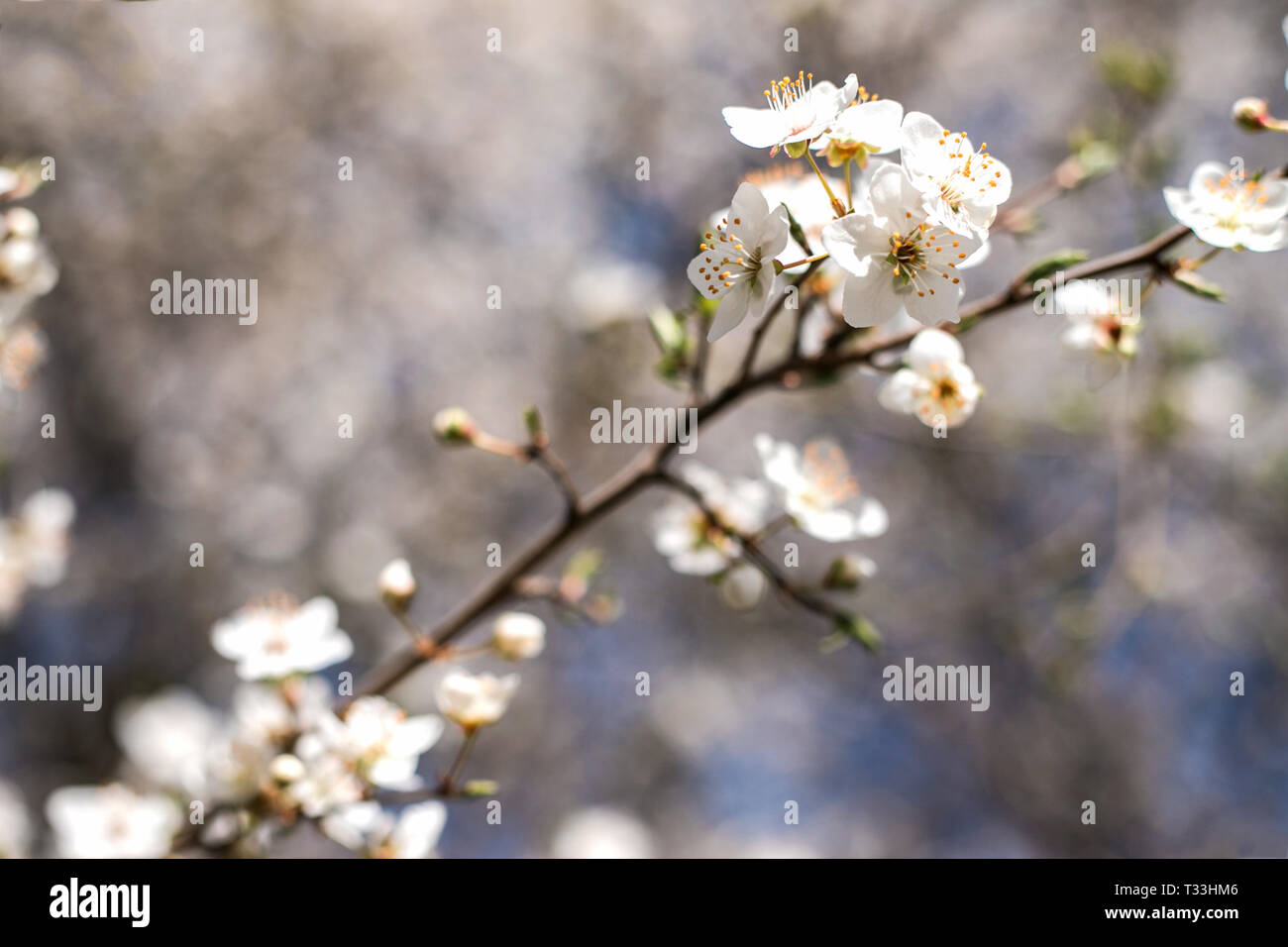 Branches of blossoming tree outdoors at spring Stock Photo - Alamy