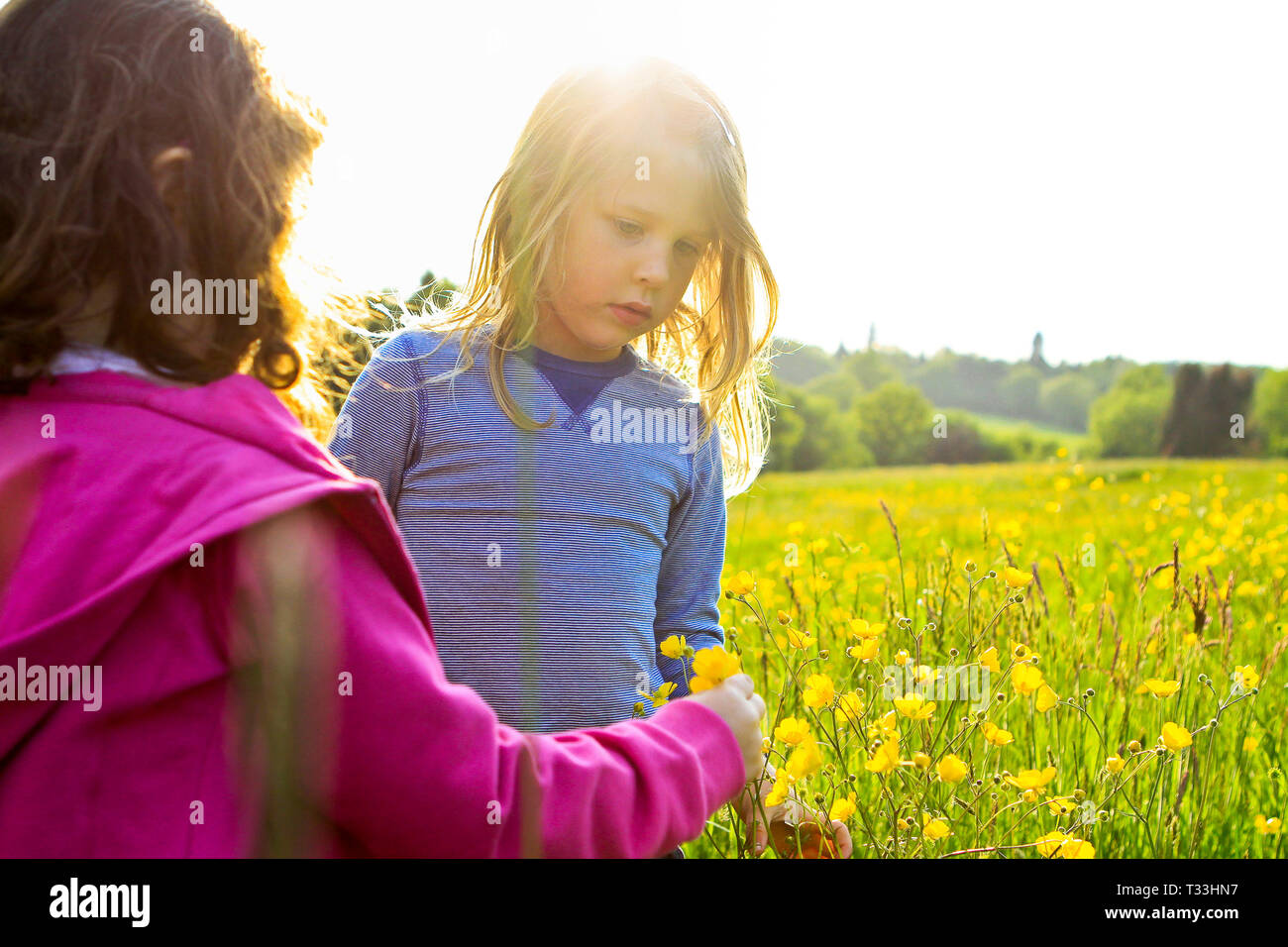 Little girls picking buttercups in a meadow at Heaven Farm campsite ...