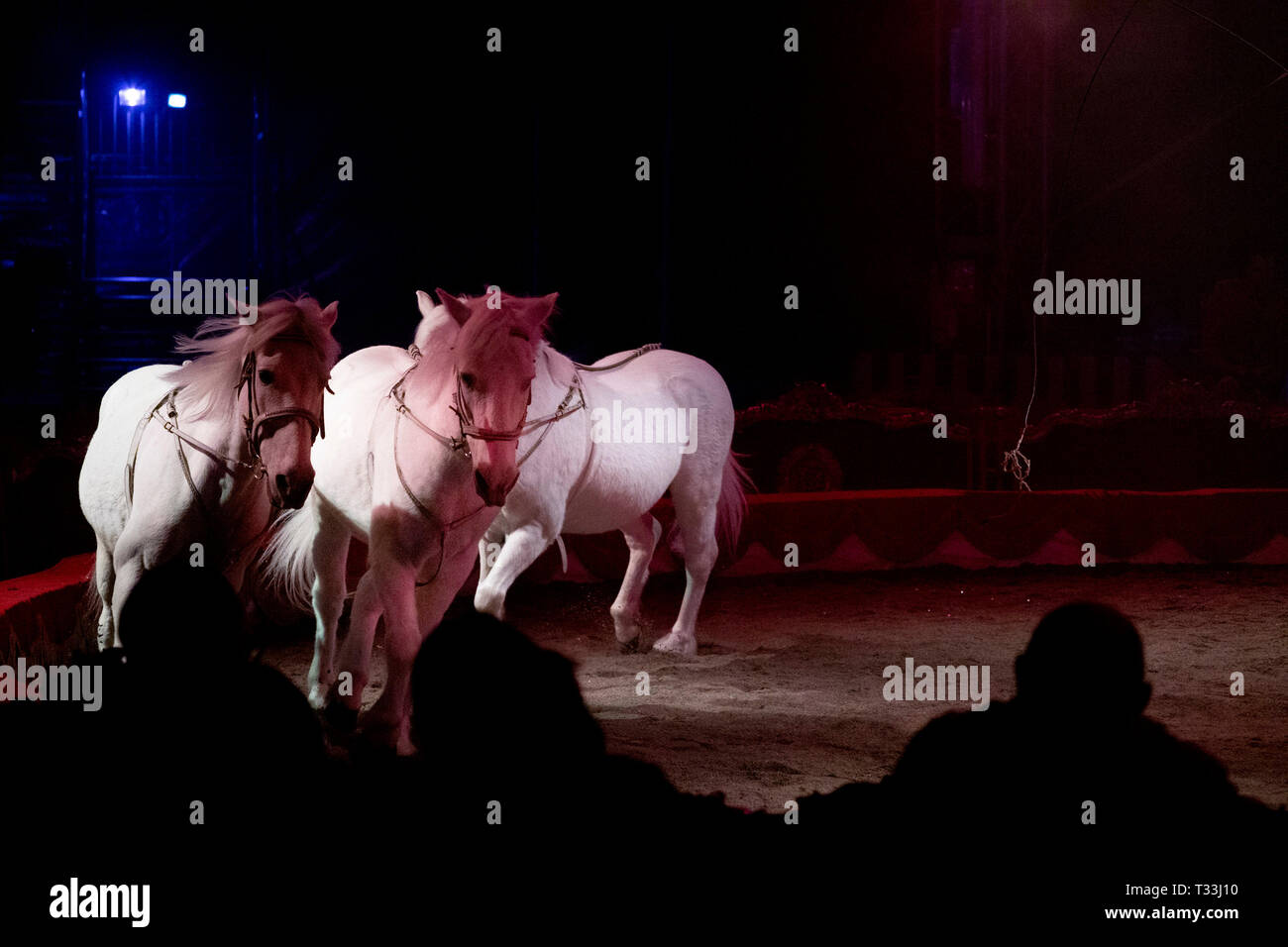 Circus Horses Stock Photos & Circus Horses Stock Images - Alamy