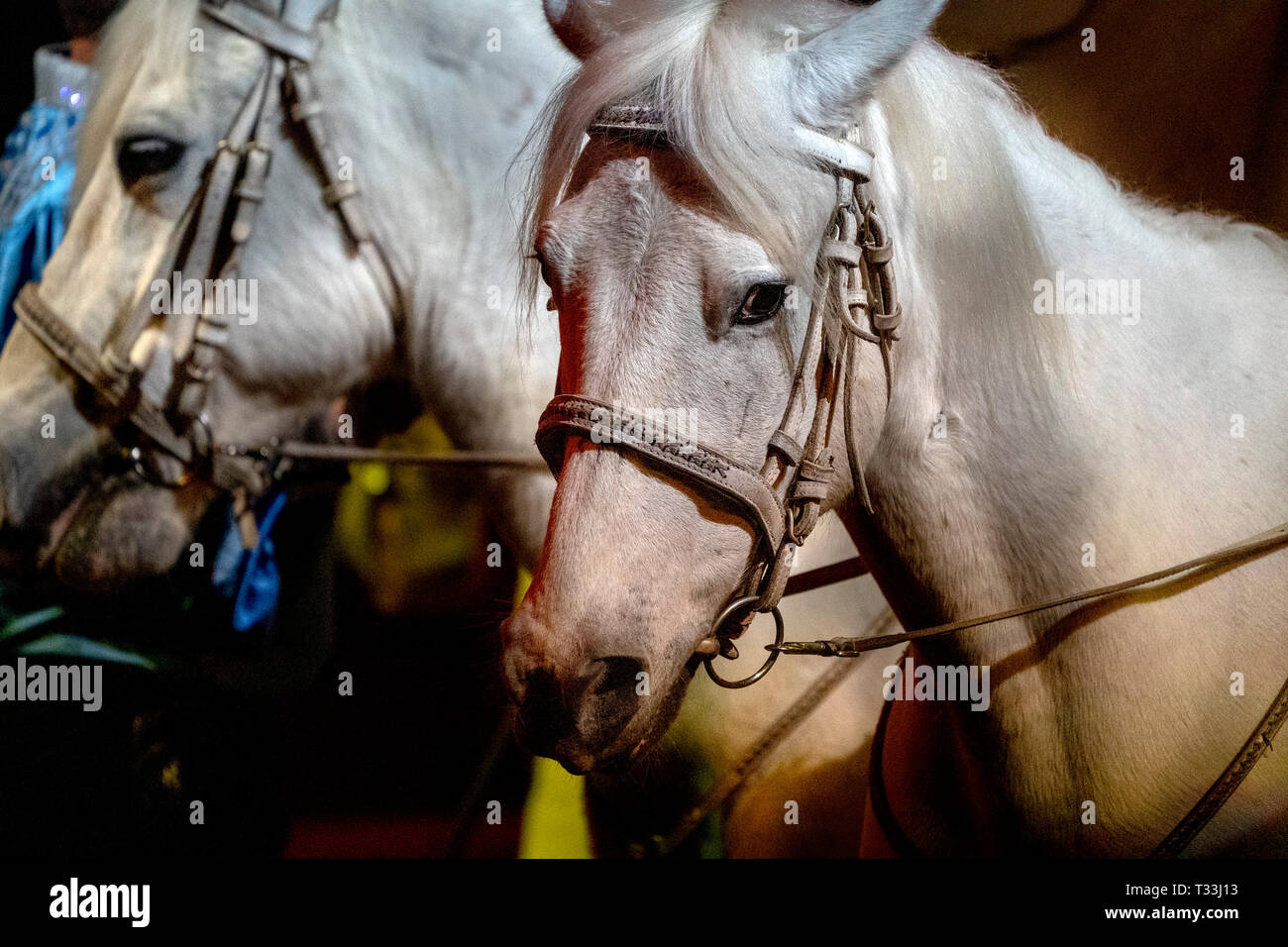White circus horses on black background Stock Photo - Alamy