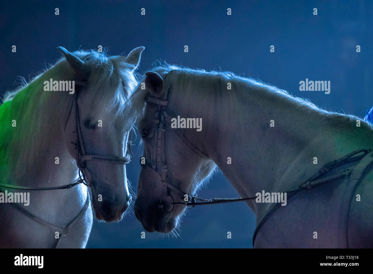 White circus horses on black background Stock Photo - Alamy