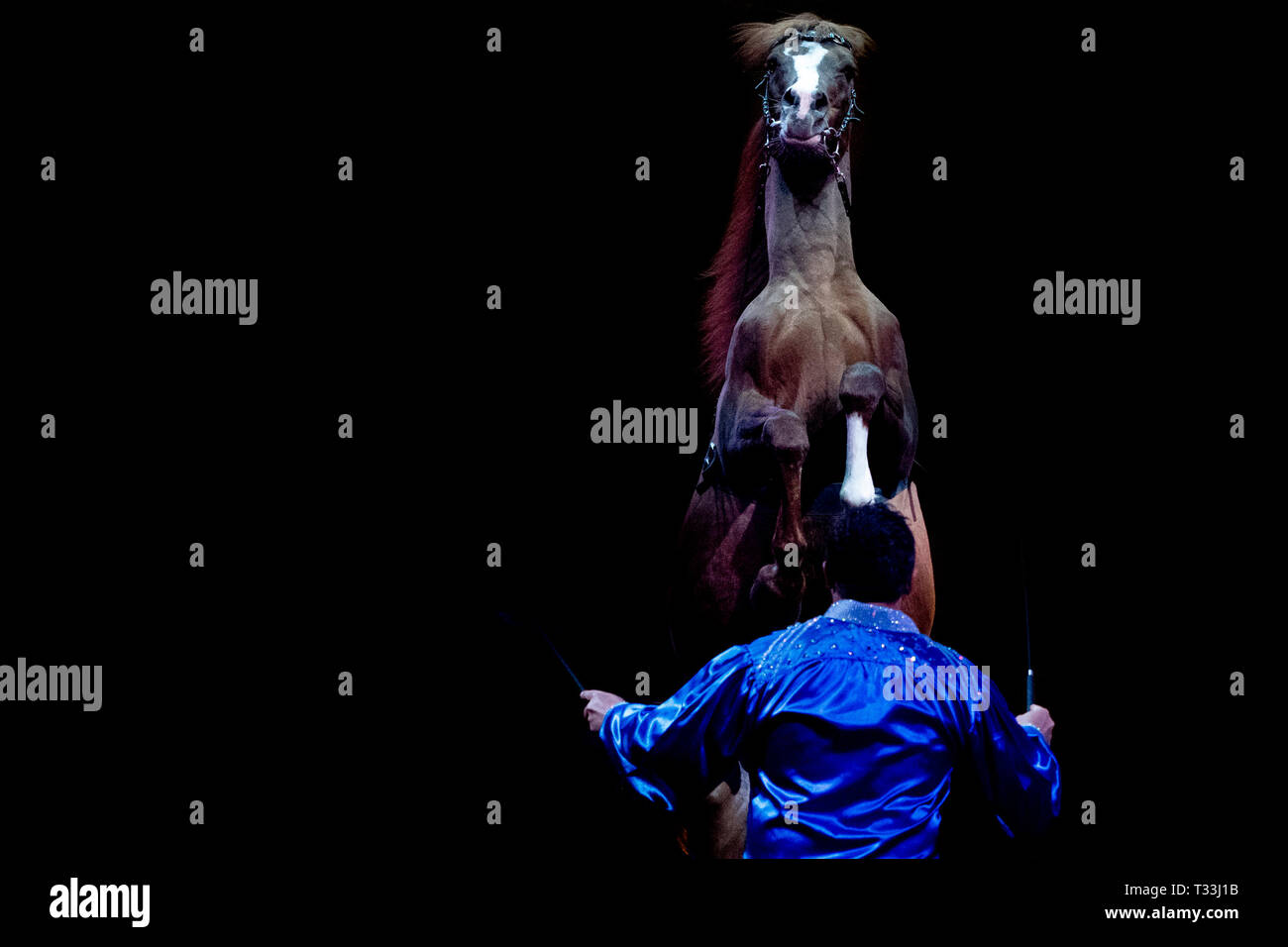 Rampant circus mustang horse on black background Stock Photo - Alamy