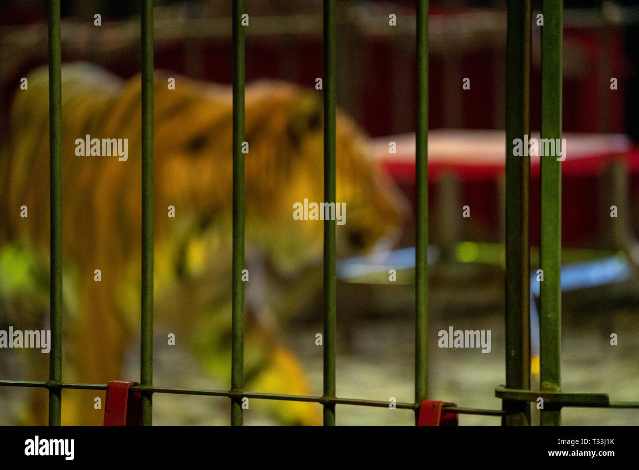 Circus tiger in metal cage looking at you Stock Photo - Alamy