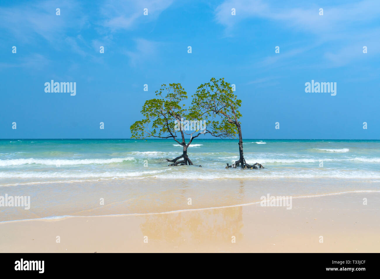 mangrove trees in the water against the blue sea and sky with clouds ...
