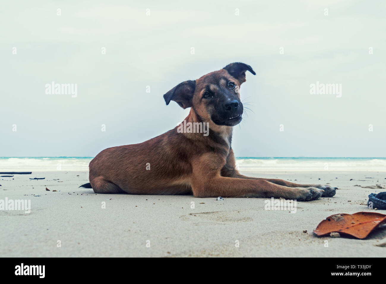 Dog on the Beach. kind smiling dog sitting on white sand against the ...