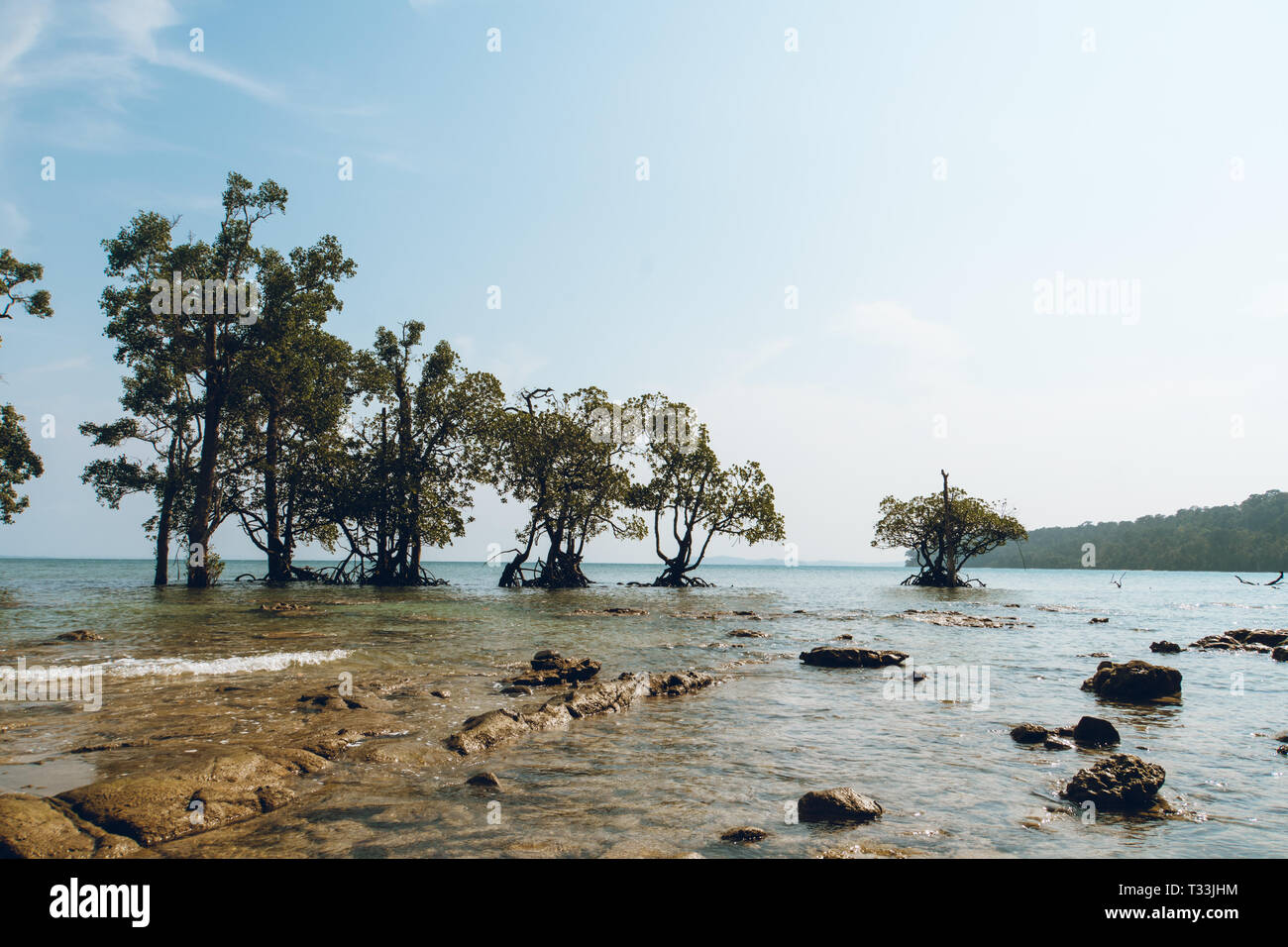 Mangrove forest biome hi-res stock photography and images - Alamy