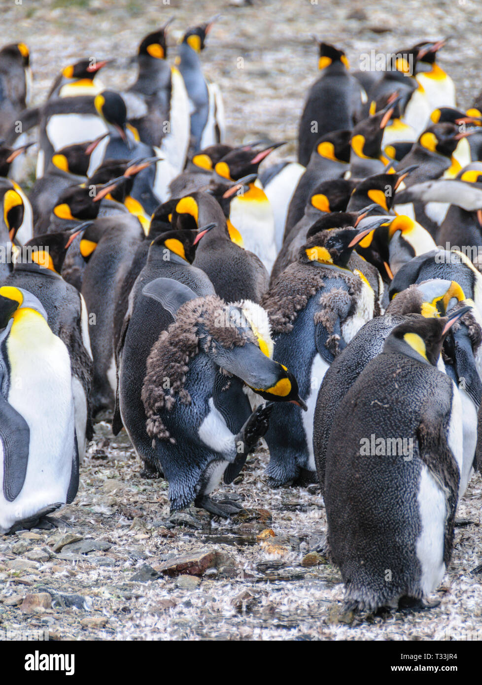 Impressions of the king penguin rookery at South Georgia Stock Photo ...