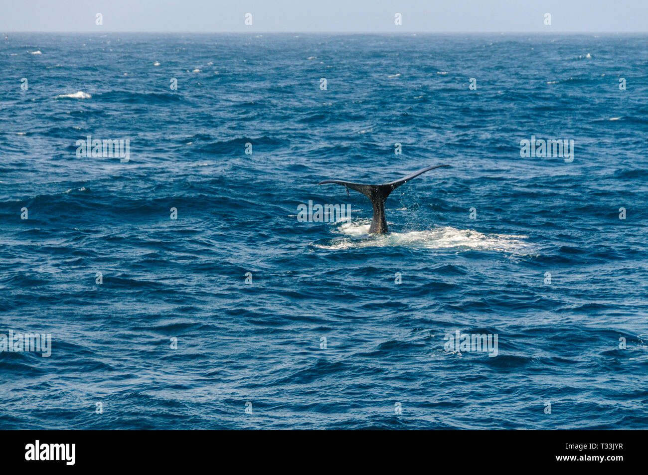 The tail fin of a diving southern Right Whale - Eubalaena australis- in ...