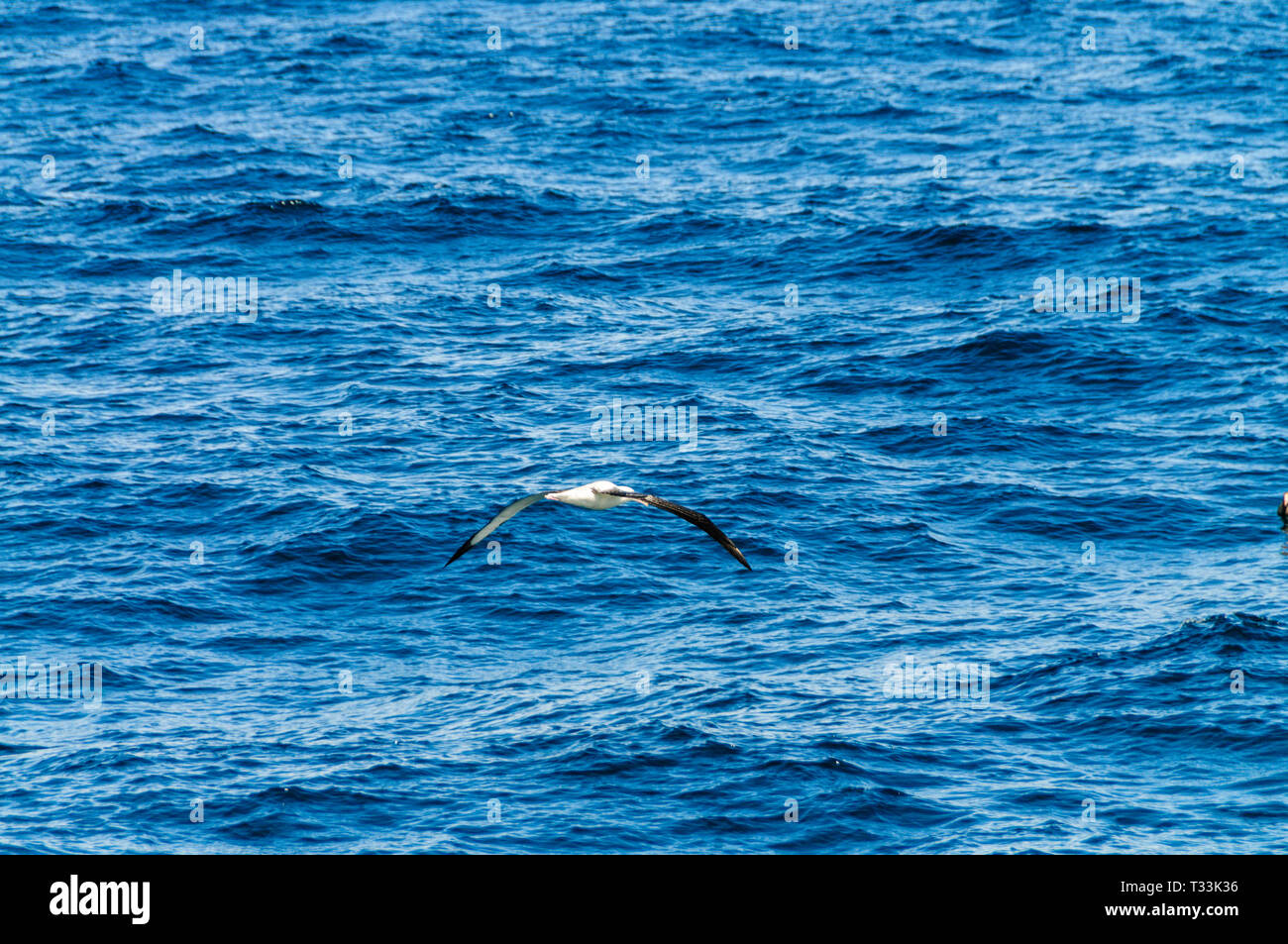 Albatross soaring across the ocean Stock Photo - Alamy