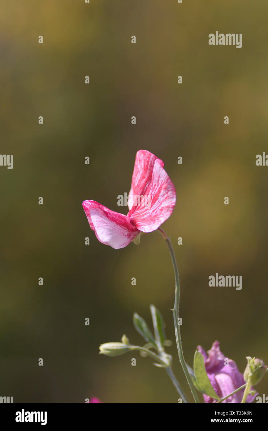 Pale pink sweet pea hi-res stock photography and images - Alamy