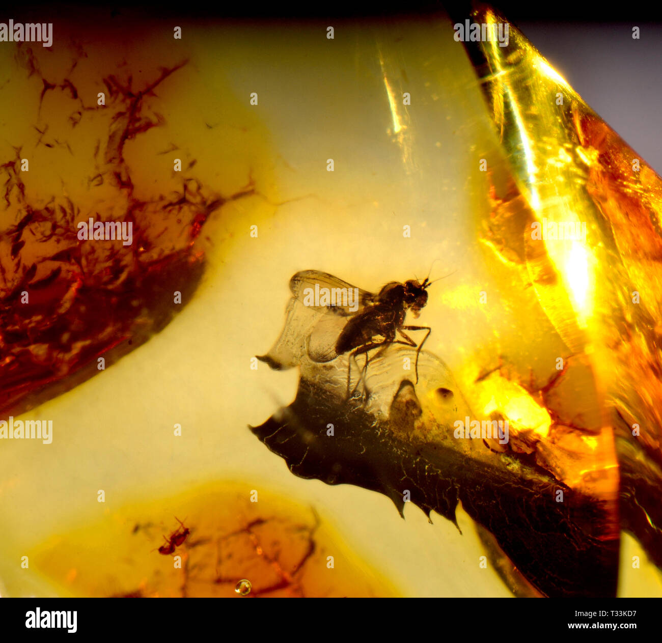 Prehistoric Insects Amber High Resolution Stock Photography and Images ...