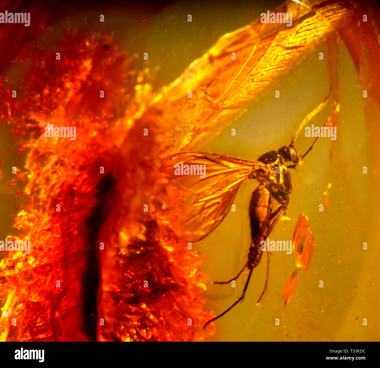 Prehistoric Insects High Resolution Stock Photography and Images - Alamy