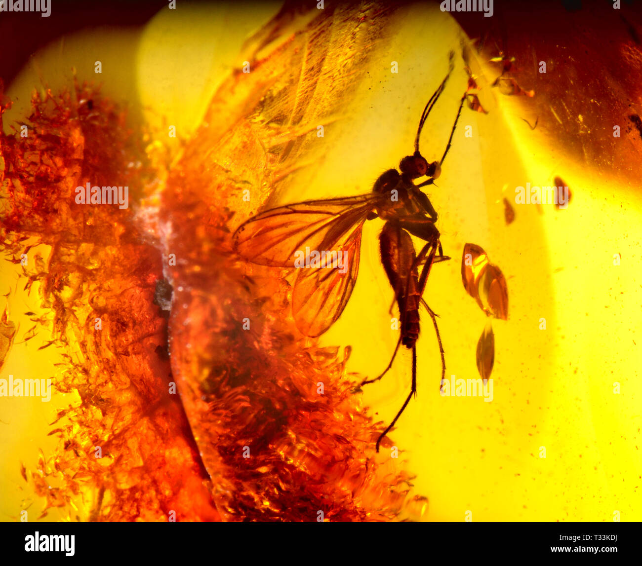 Prehistoric insects amber hi-res stock photography and images - Alamy