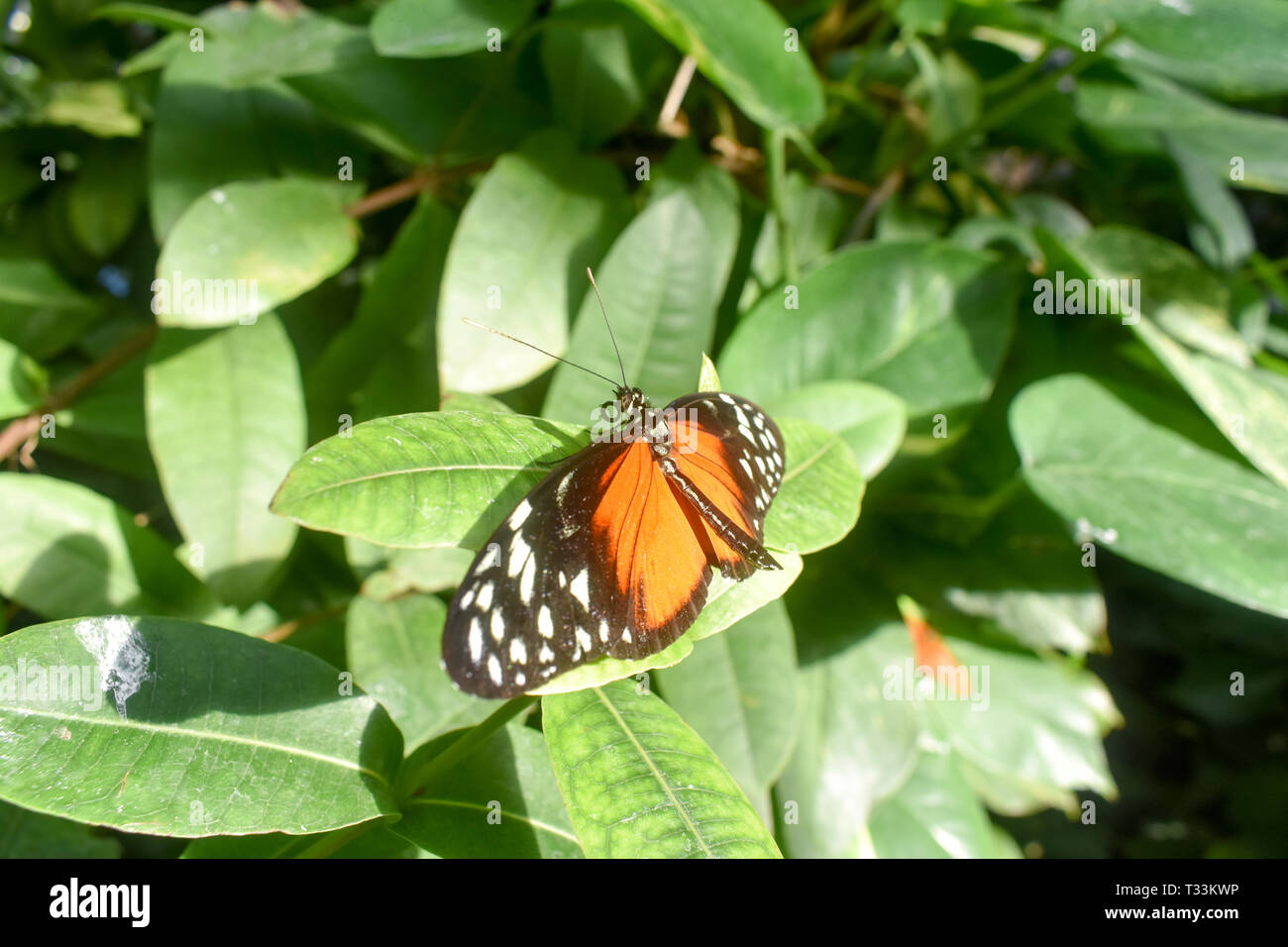 Monarch butterfly (Danaus plexippus Stock Photo - Alamy Monarch butterfly (Danaus plexippus Stock Photo - Alamy