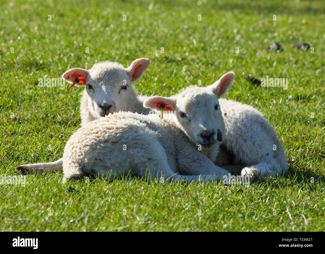 Lambs laying down in grassy field, Derbyshire Peak District Stock Photo ...