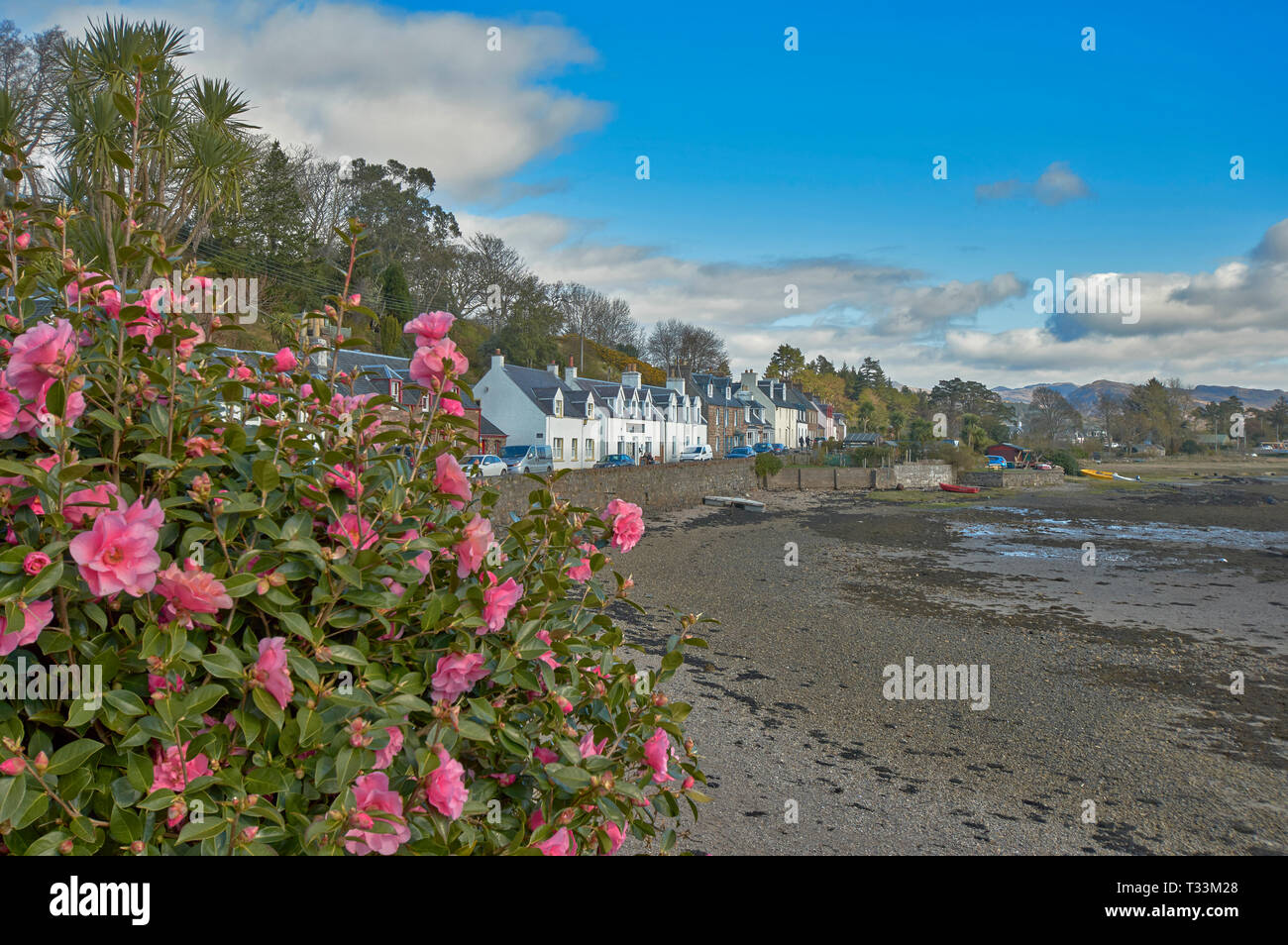 PLOCKTON WESTER ROSS SCOTLAND PINK CAMELLIA FLOWERS ON THE MAIN STREET ...