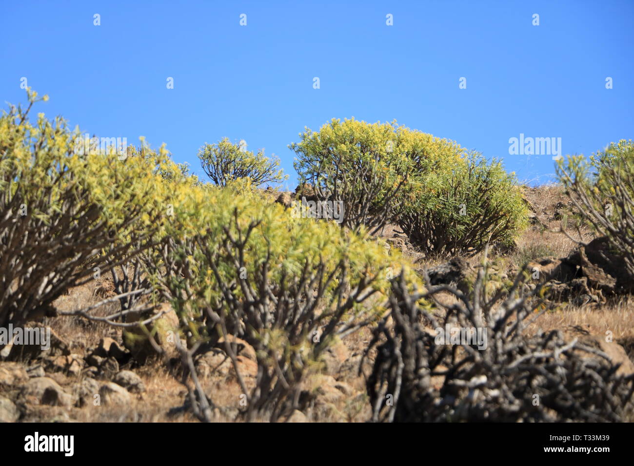 Flora of Gran Canaria: yellow flowers of Adenocarpus foliolosus Stock ...