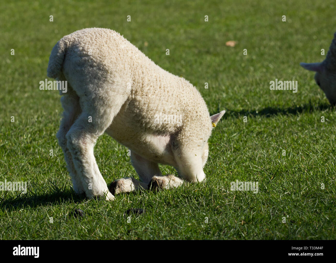 Lamb kneeling down and grazing in grassy field, Derbyshire Peak ...