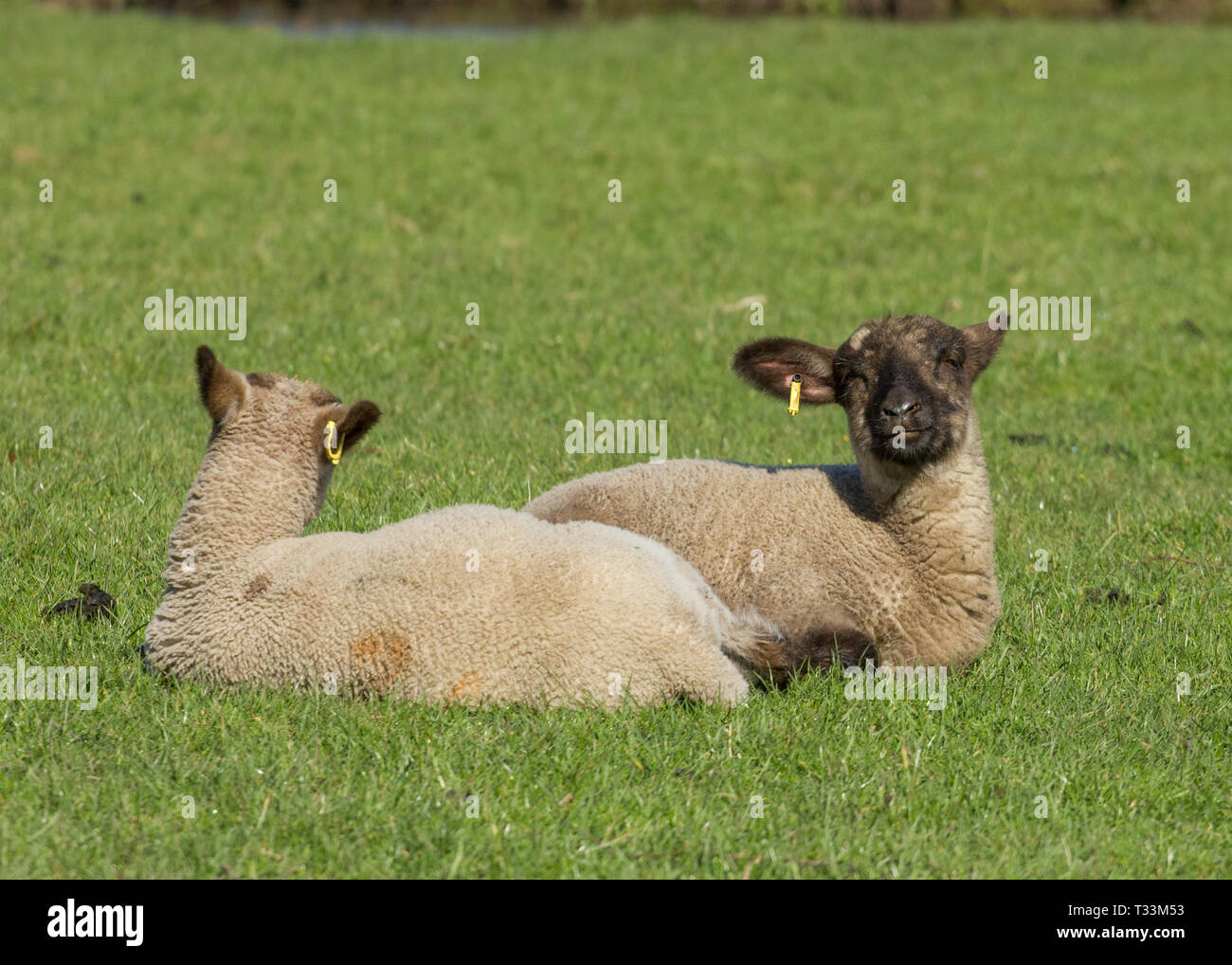 Laying down lambs hi-res stock photography and images - Alamy