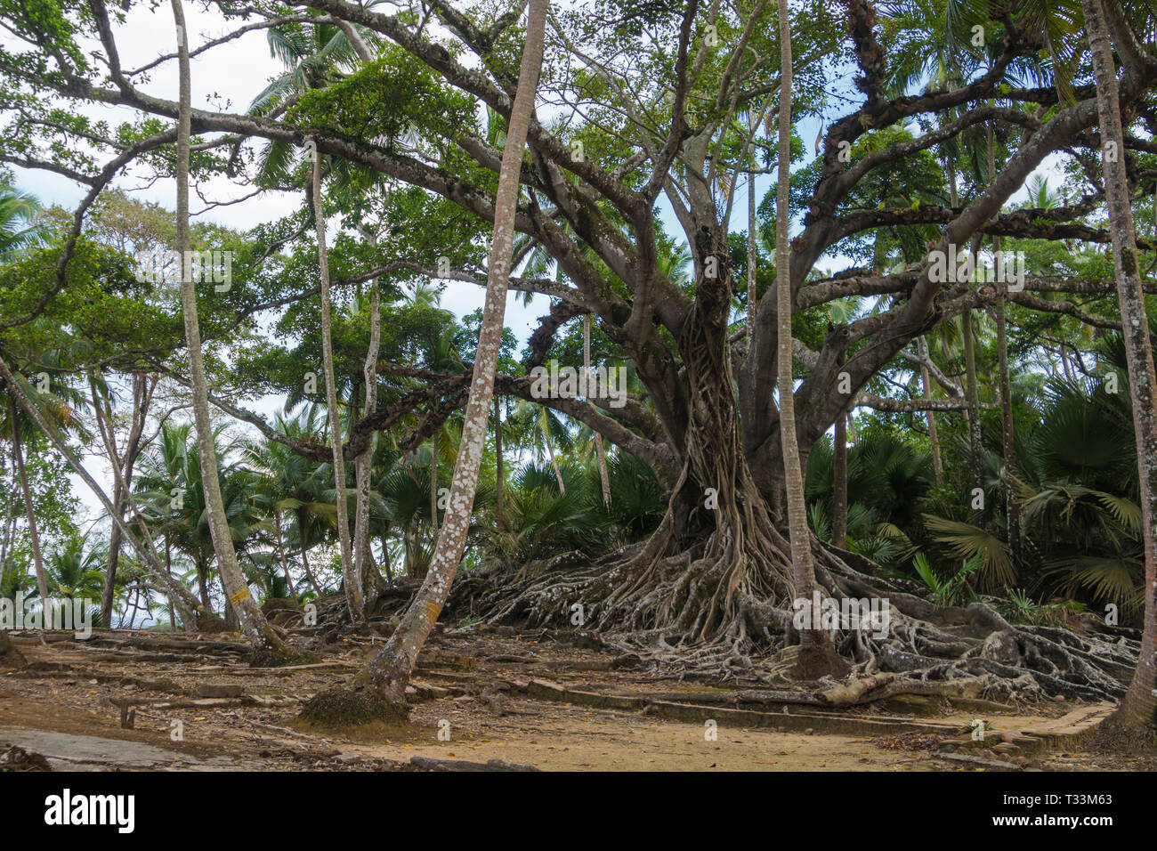 Big tree in forest. Green life background. Old tree with large roots in ...