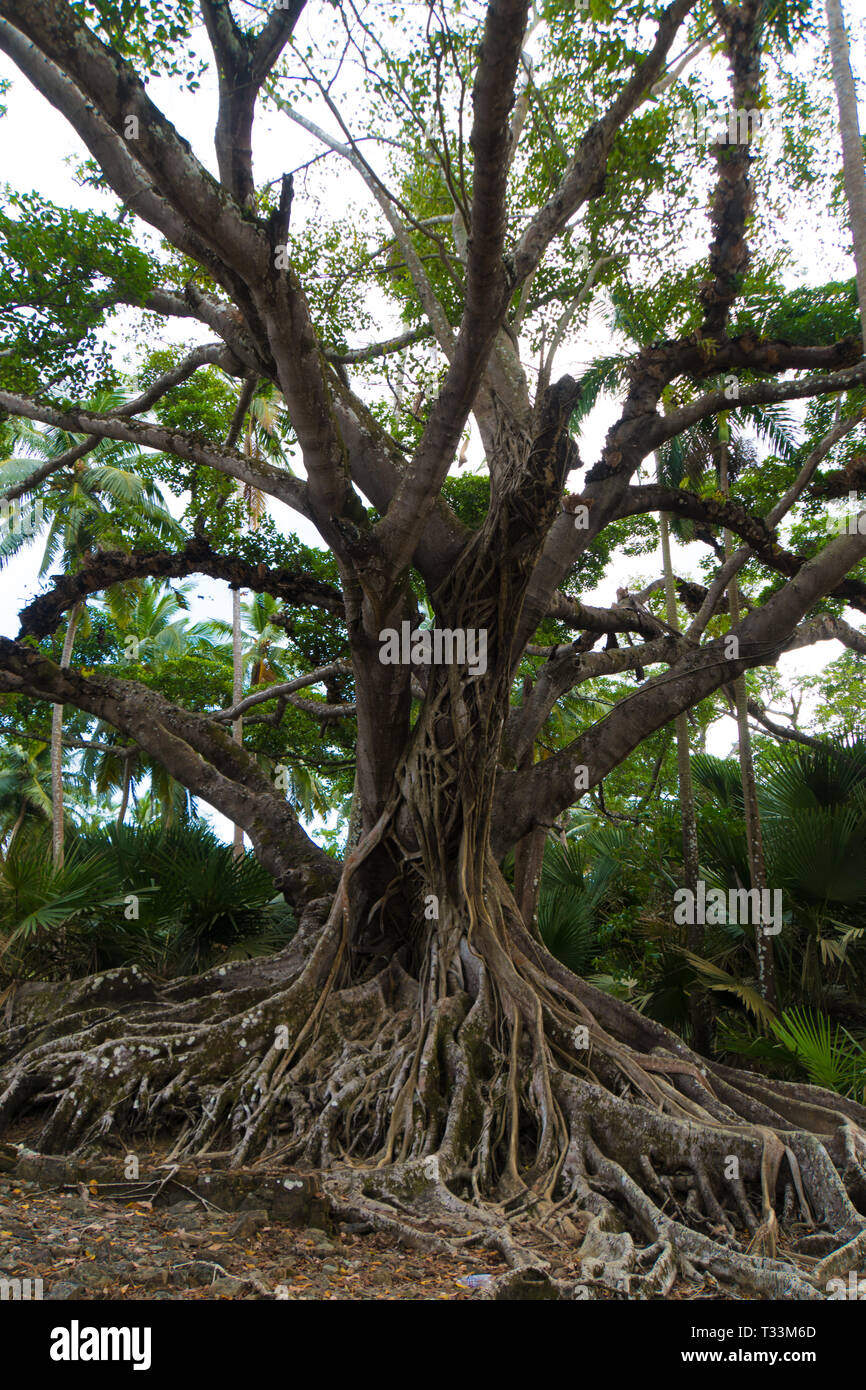 Big roots above the surface. Old tree with large roots in the dense ...