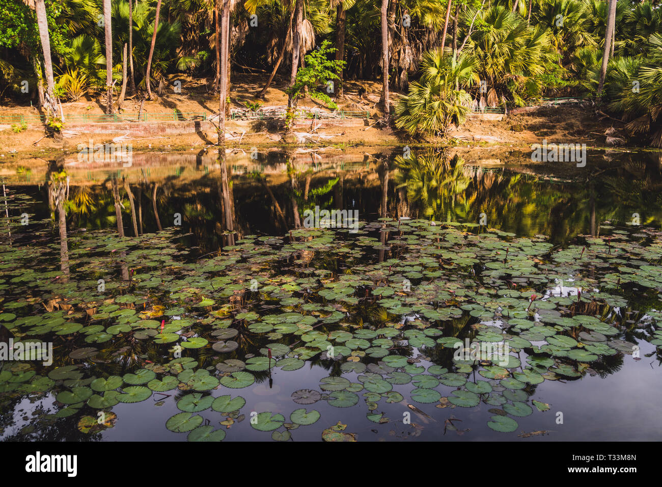 Emerald Pool or Emerald Lake, nature swamp in beautiful green blue ...