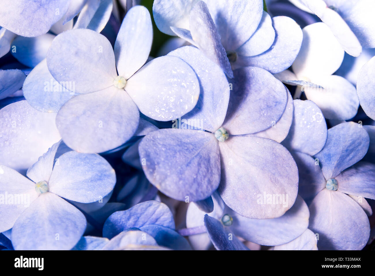 Blue fragile flowers and small white flower in the flower bouquet Stock ...
