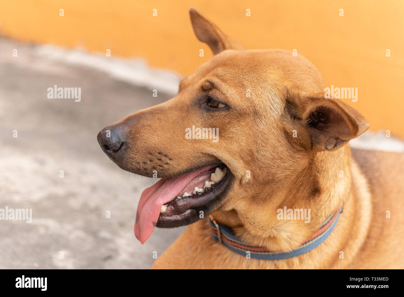 Why Do Dogs Hang Their Tongue Out
