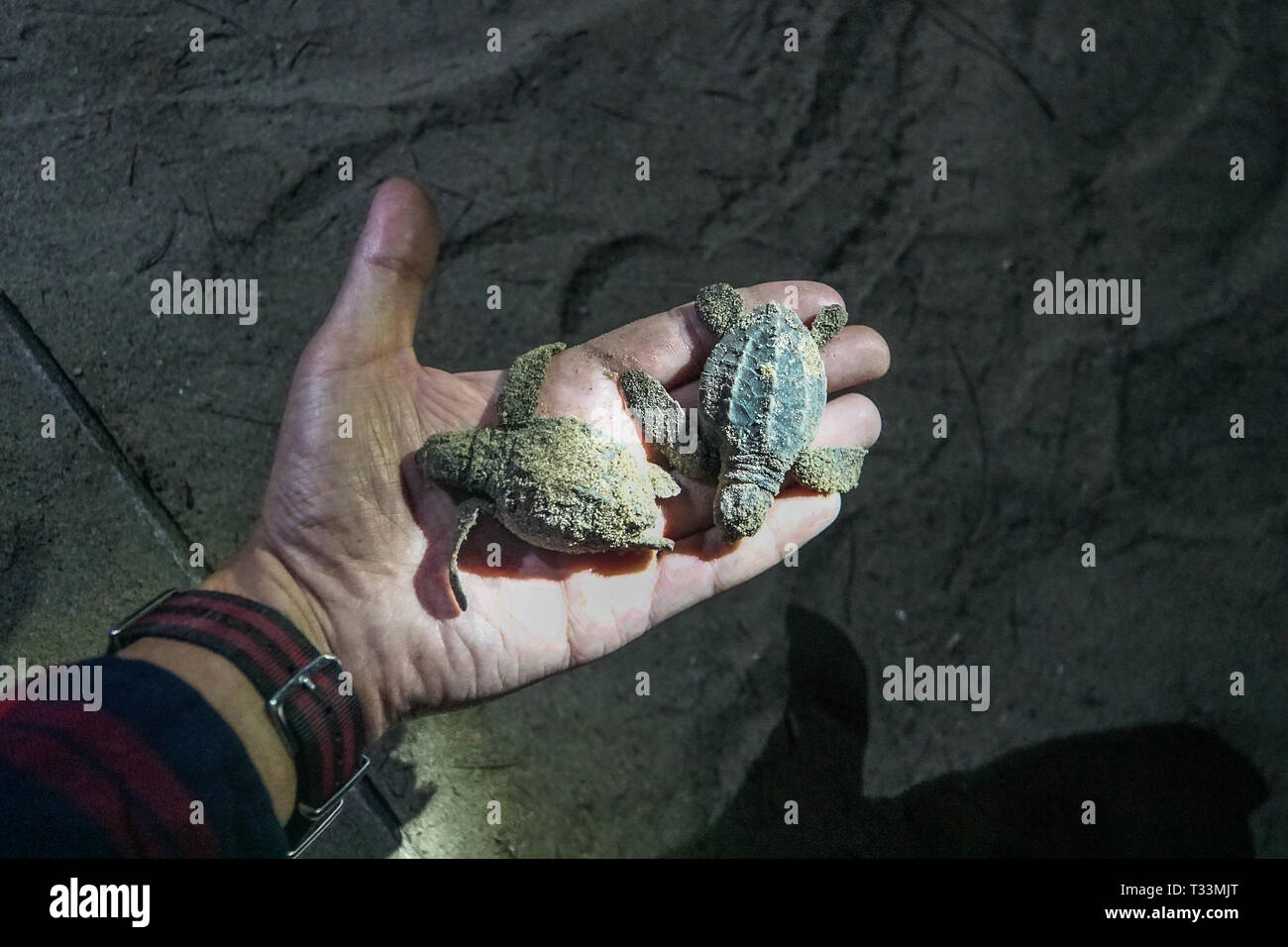 man with wooden bowl in hands take newborn turtles on handbrede, close ...
