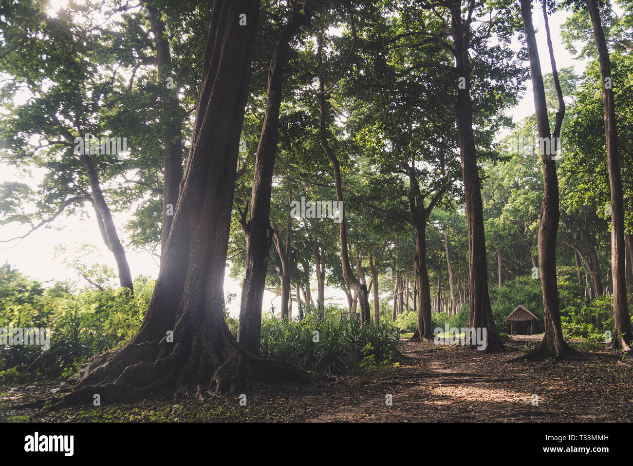 Big tree in forest. Green life background. Havelock island Andaman and ...