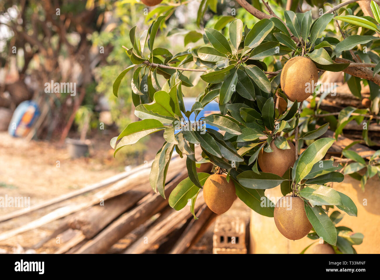 Sapodilla tree hi-res stock photography and images - Alamy