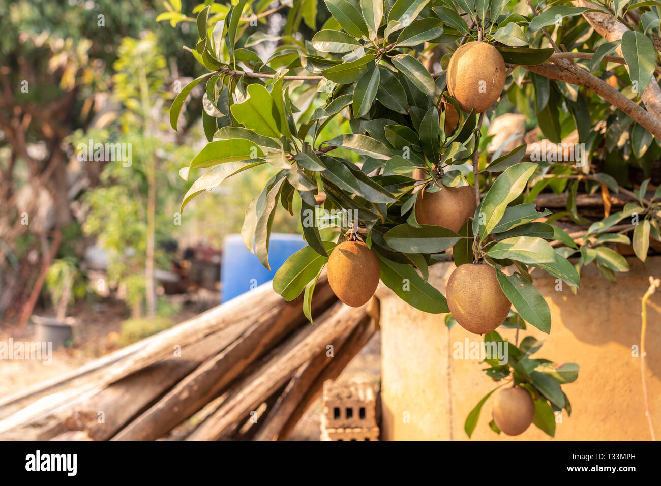 Fruit tree fertilizer hi-res stock photography and images - Alamy