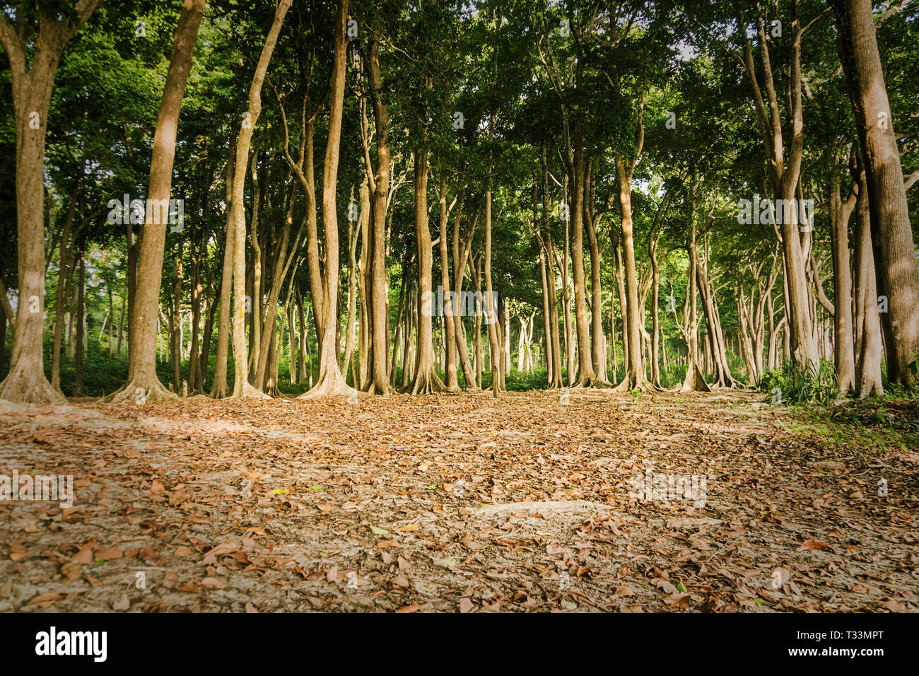beautiful green forest. tall tree trunks with a lush crown. trail on ...