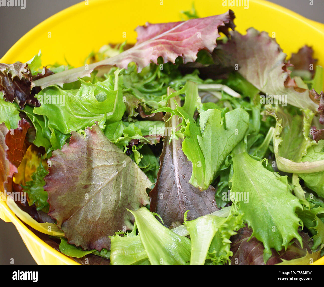 Mix leaf hi-res stock photography and images - Alamy