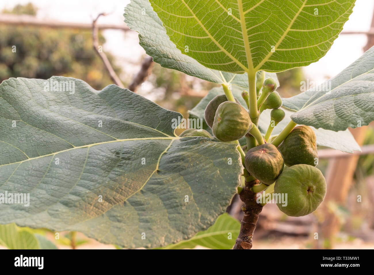 Common wild fig hi-res stock photography and images - Alamy