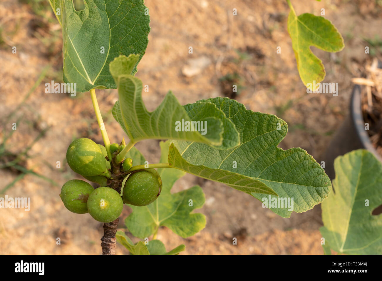 Close up raw common fig on the tree in the garden Stock Photo - Alamy