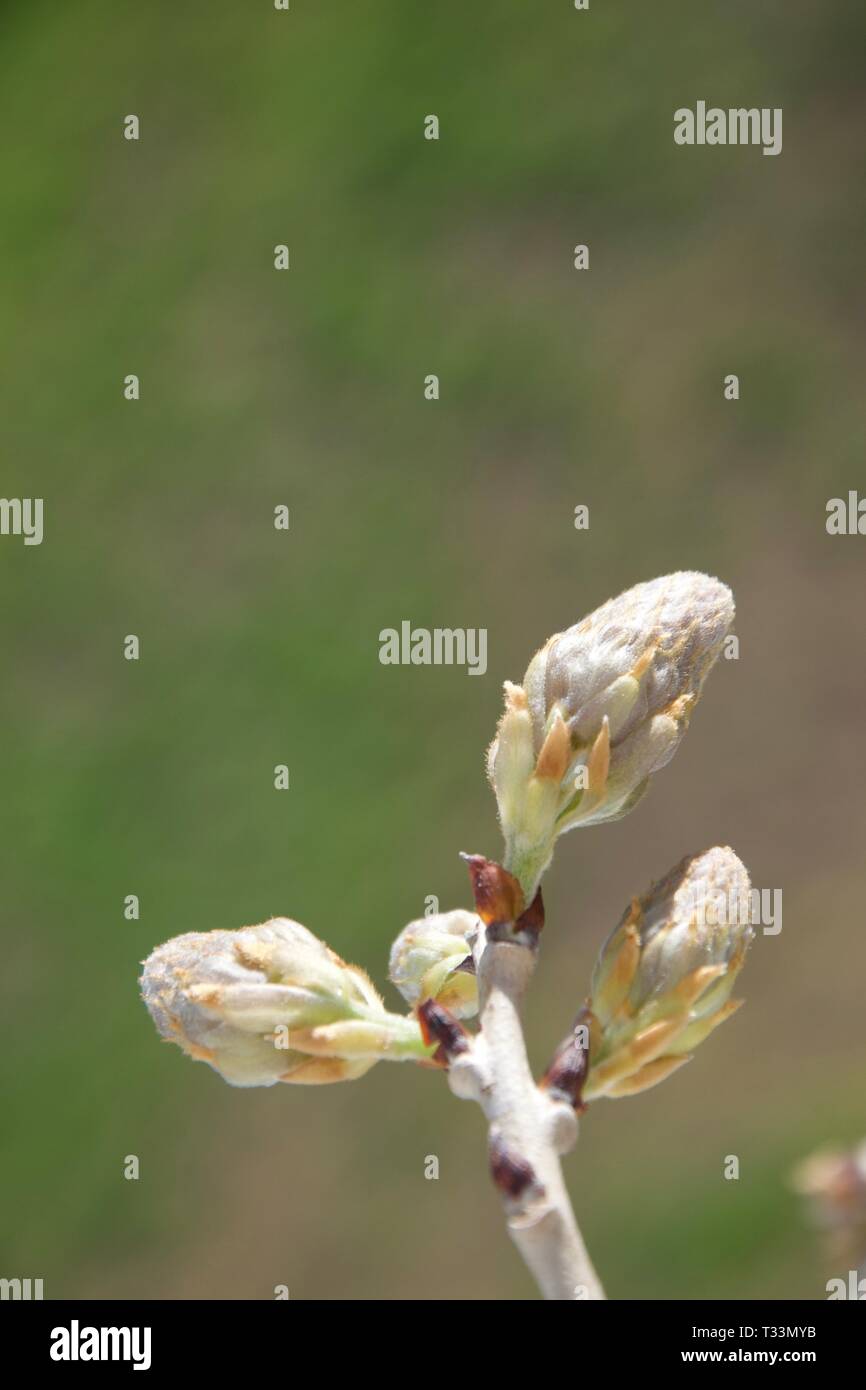 Wisteria bud hi-res stock photography and images - Alamy