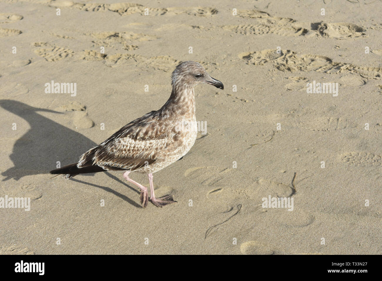 Pretty brown and white beach bird Stock Photo - Alamy