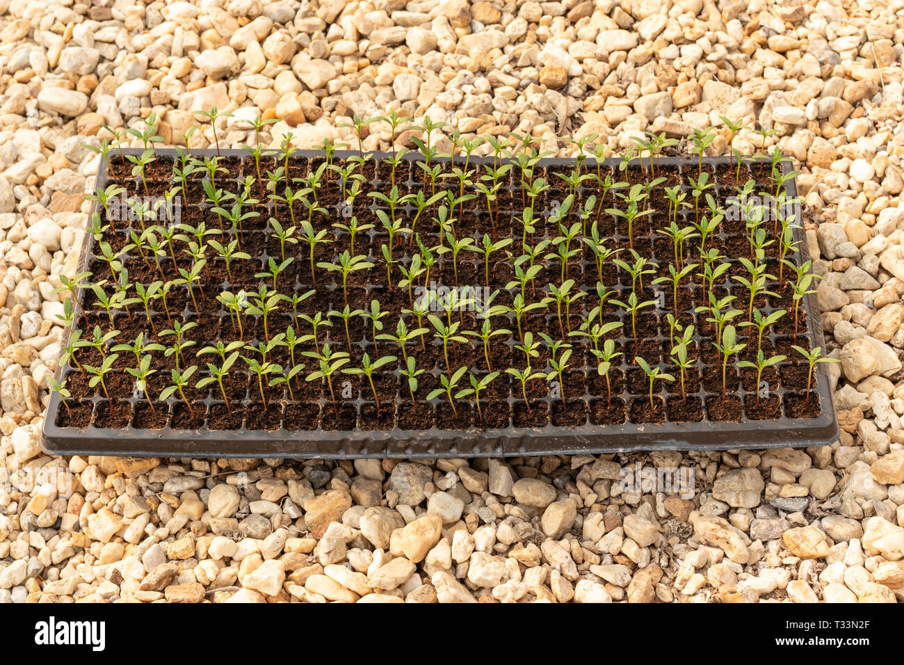 Seed Sapling High Resolution Stock Photography and Images - Alamy