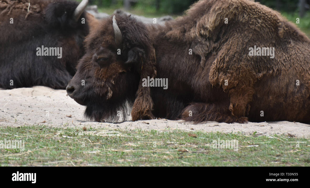 Big shaggy buffalo laying down in a field Stock Photo - Alamy