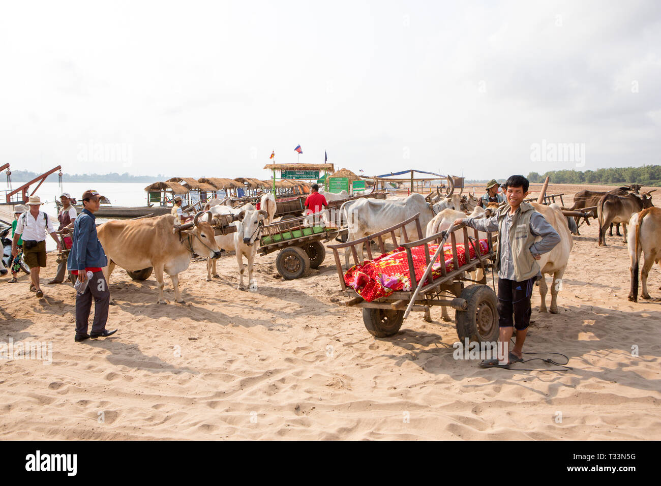 Ox cart cambodia hi-res stock photography and images - Alamy