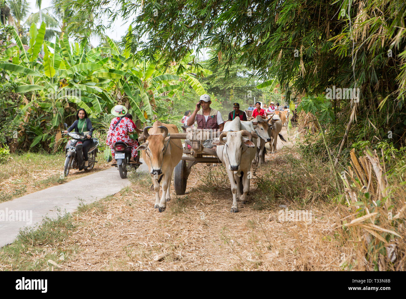 Ox cart cambodia hi-res stock photography and images - Alamy