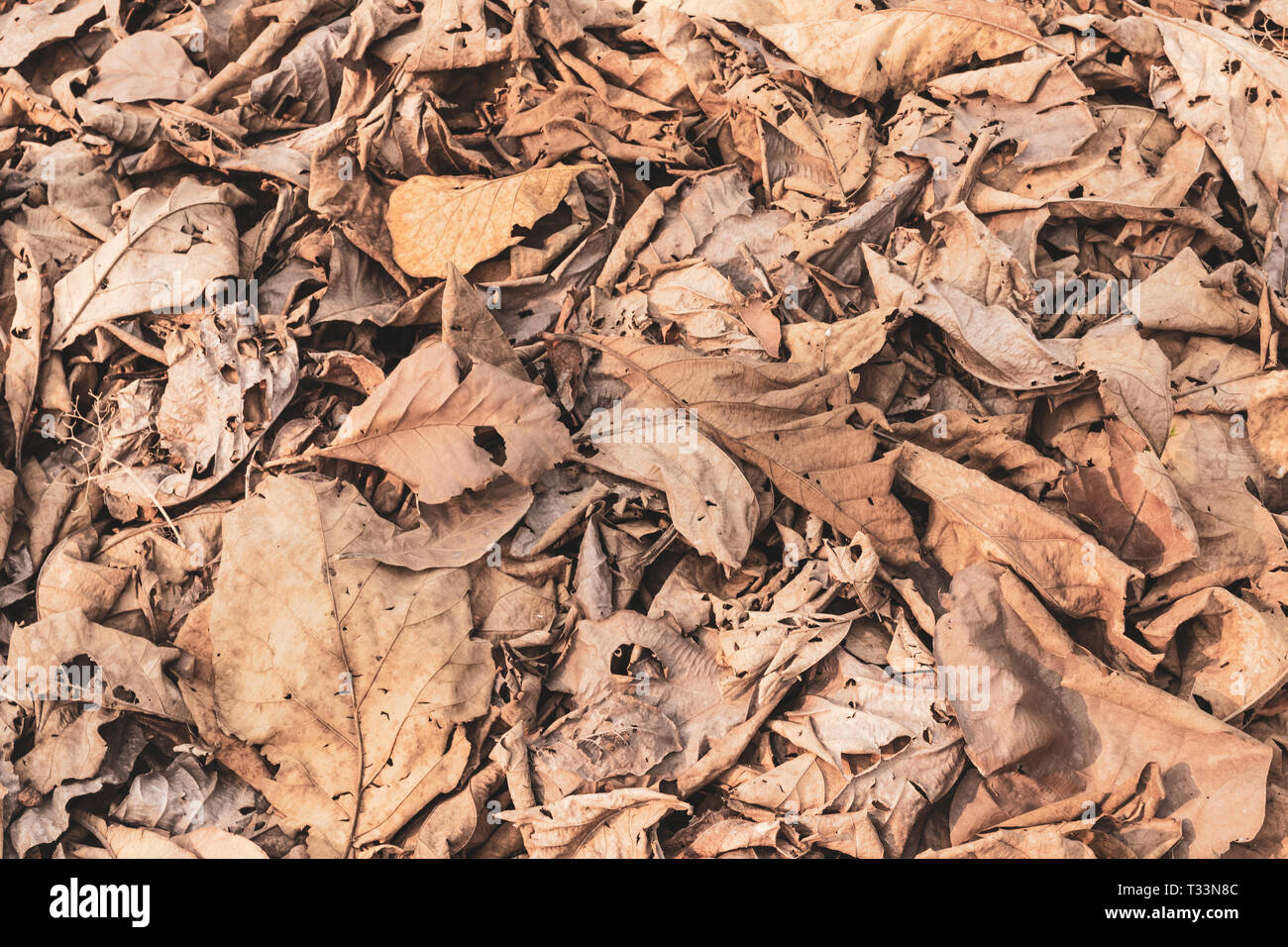 Dried Leaves On Ground High Resolution Stock Photography and Images - Alamy